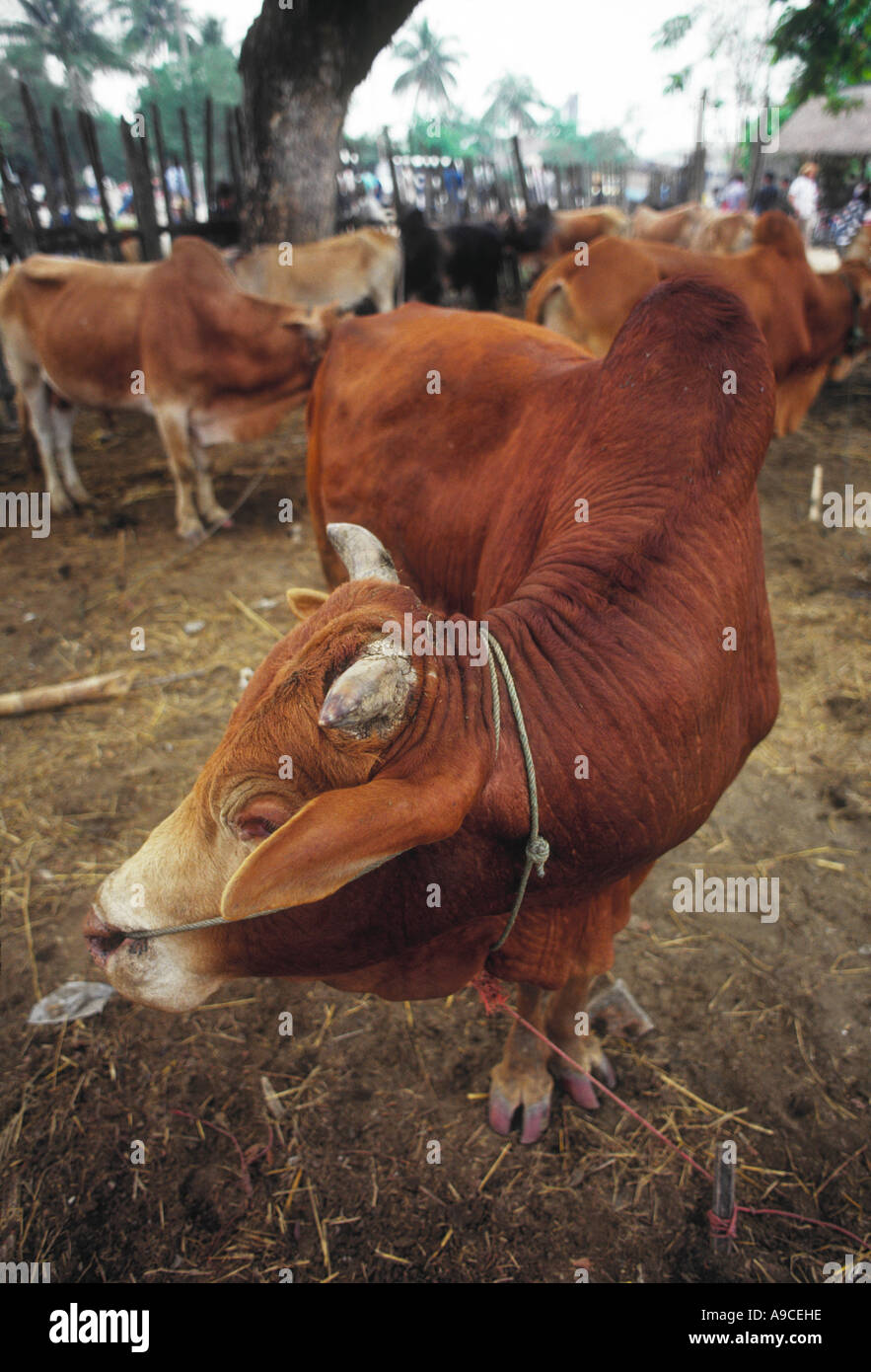 Weekend cow auction Chiang Rai Thailand Stock Photo - Alamy