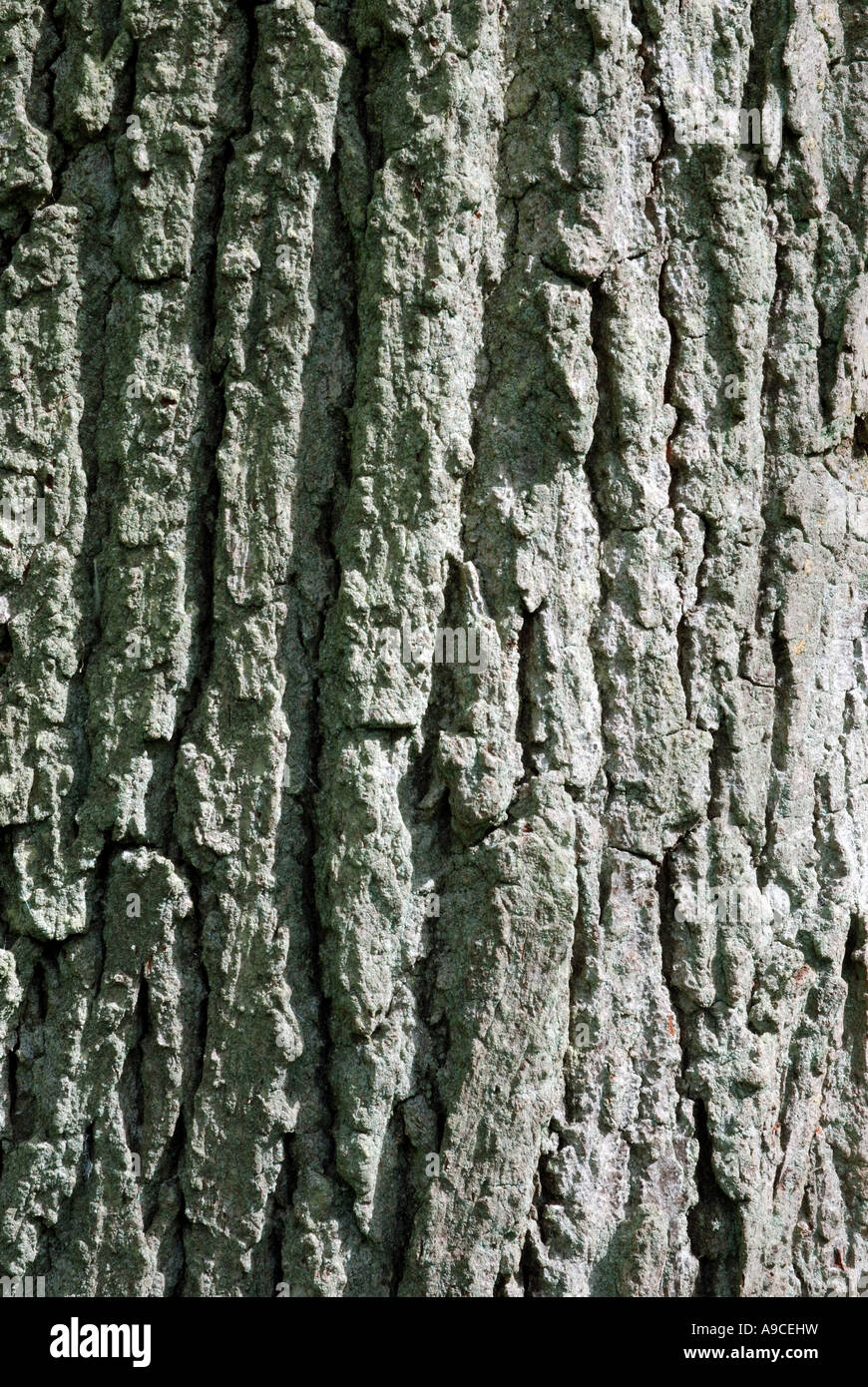 Oak quercus robur bark hi-res stock photography and images - Alamy