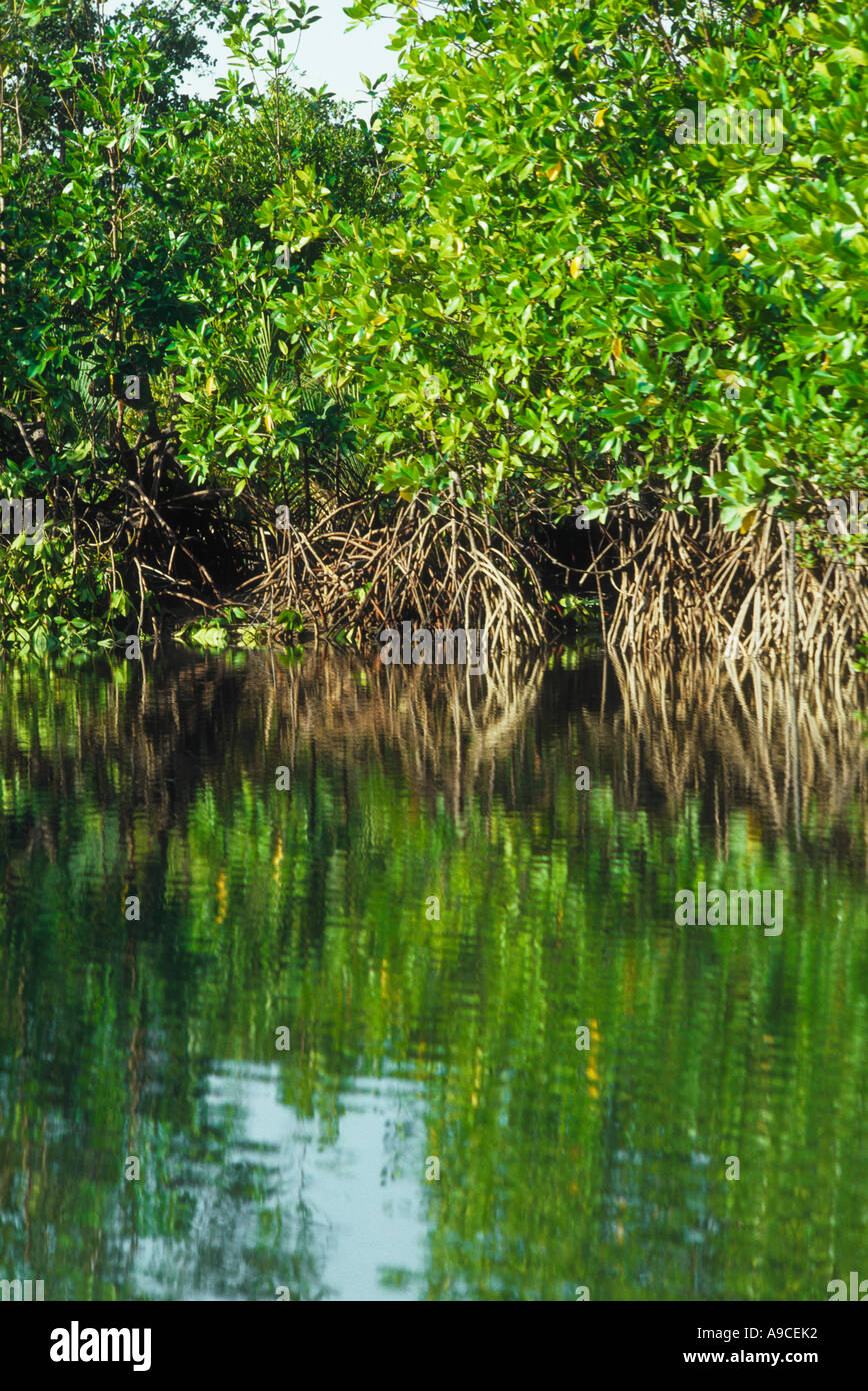 Mangrove cave hi-res stock photography and images - Alamy