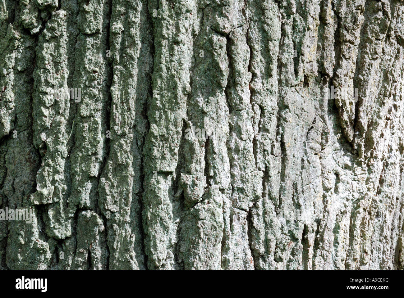 Oak tree species uk hi-res stock photography and images - Alamy