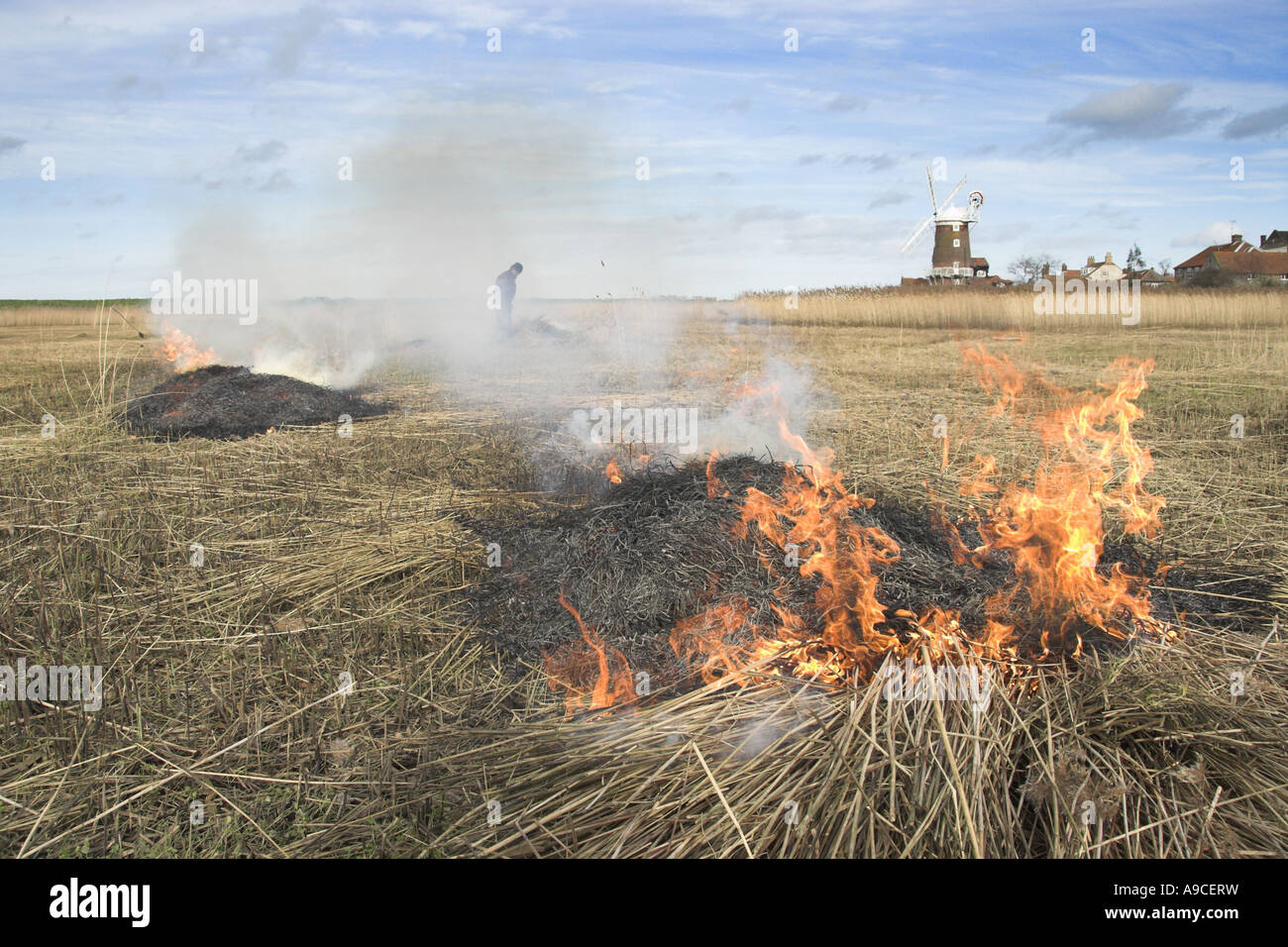 Reed bed management burning surplus low quality thatching reed North ...