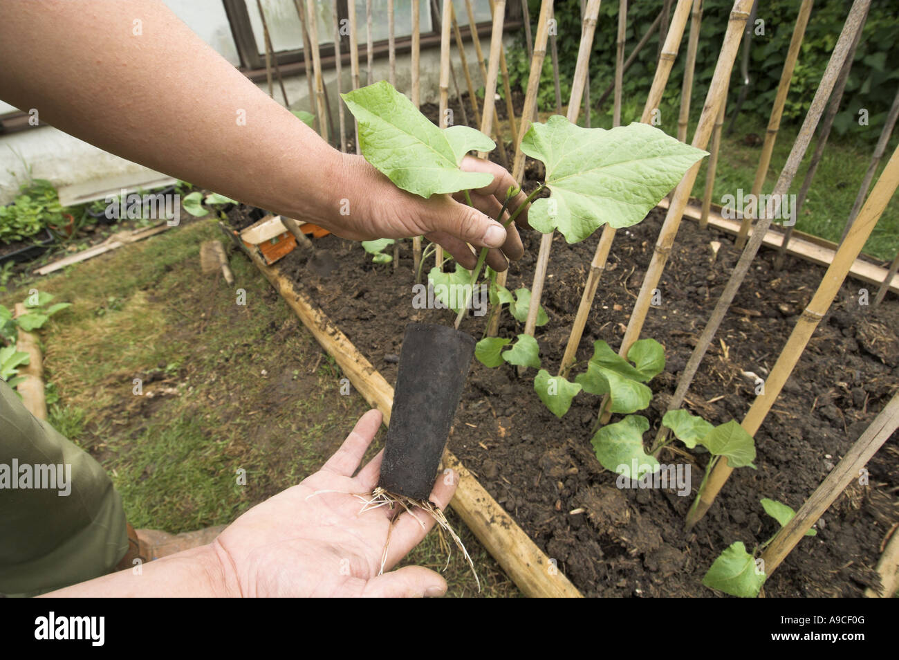 Runner Beans gardener planting out greenhouse raised plants in small ...