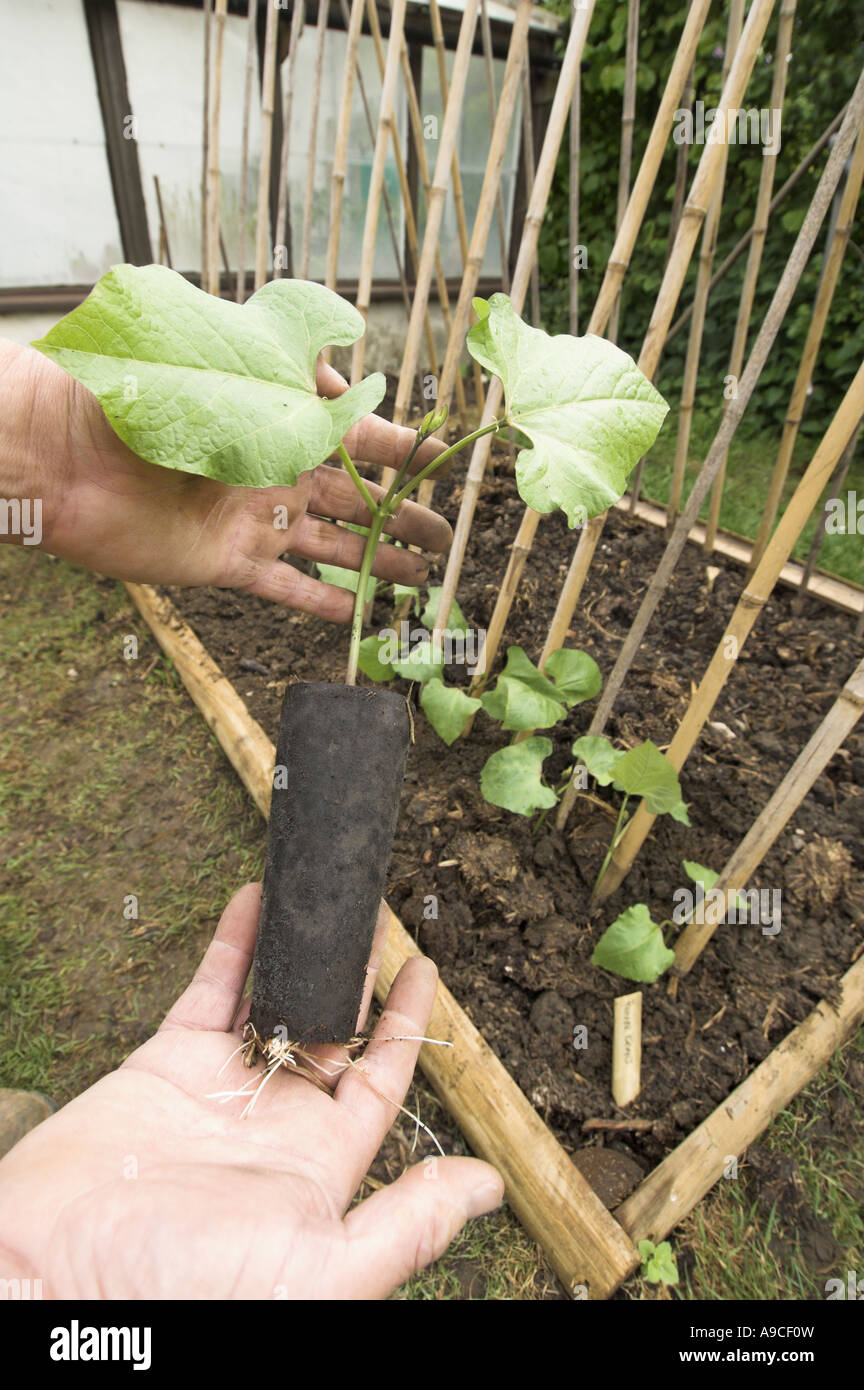 Runner bean roots hi-res stock photography and images - Alamy