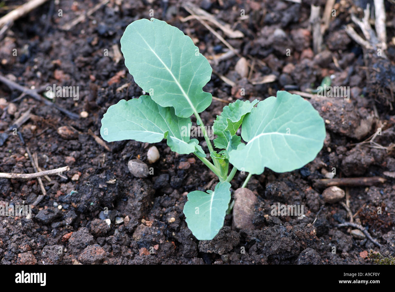 Calabrese garden hi-res stock photography and images - Alamy