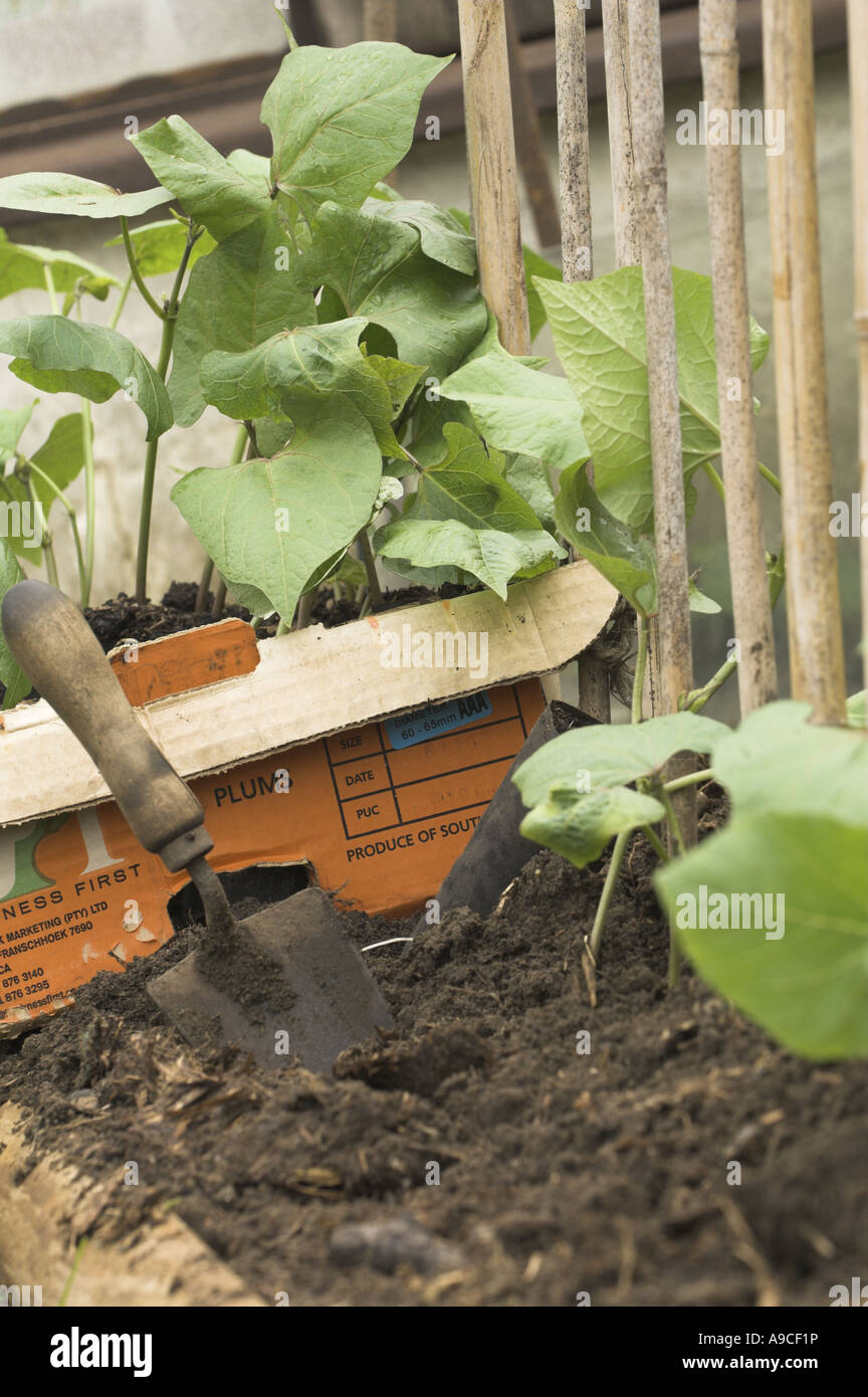Runner bean roots hi-res stock photography and images - Alamy