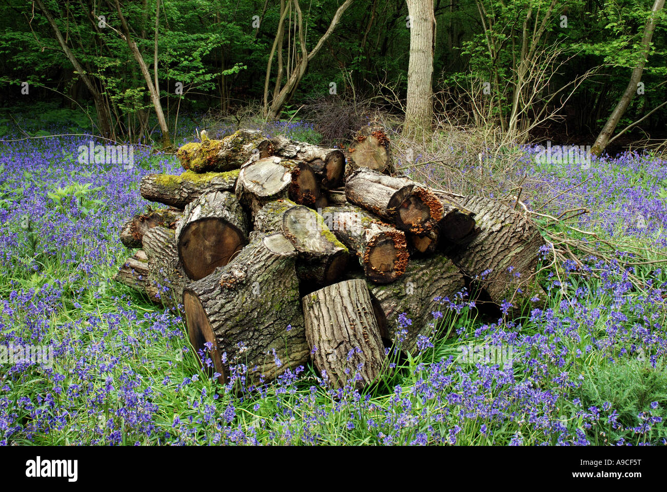 Log pile as habitat at Ryton Woods nature reserve, Warwickshire ...