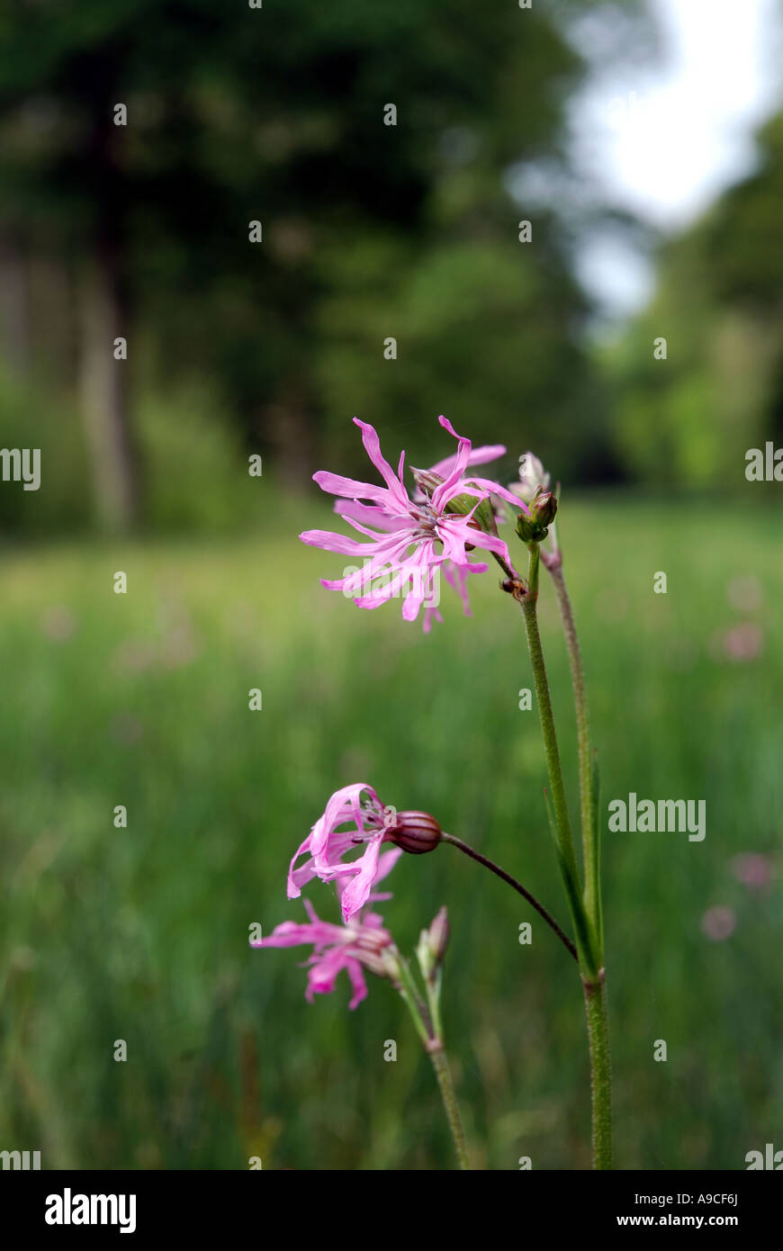 Ragged Robin at Ryton Woods nature reserve, Warwickshire, England, UK ...