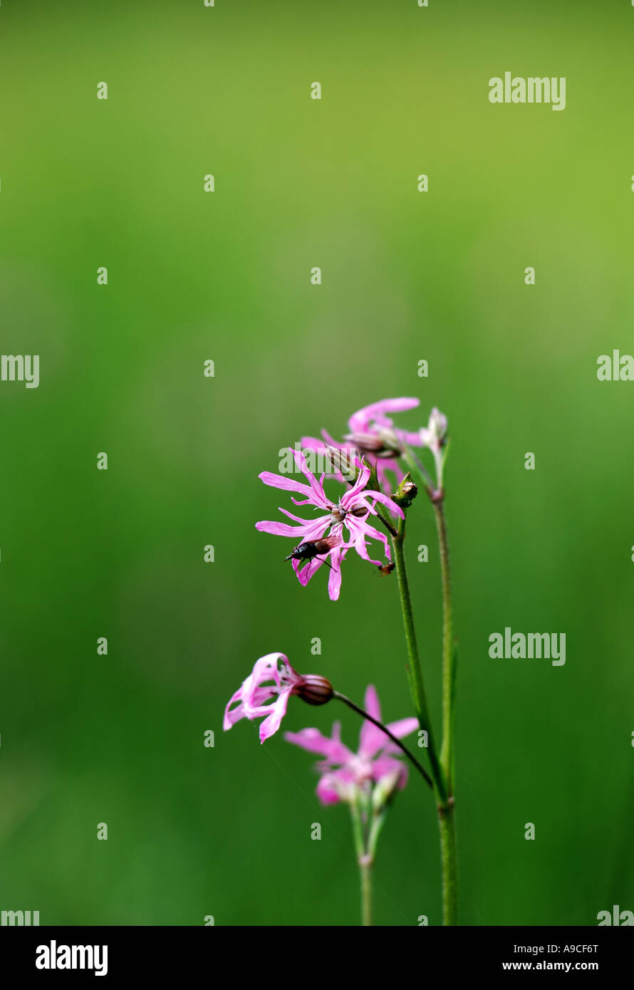 Ragged Robin at Ryton Woods nature reserve, Warwickshire, England, UK ...