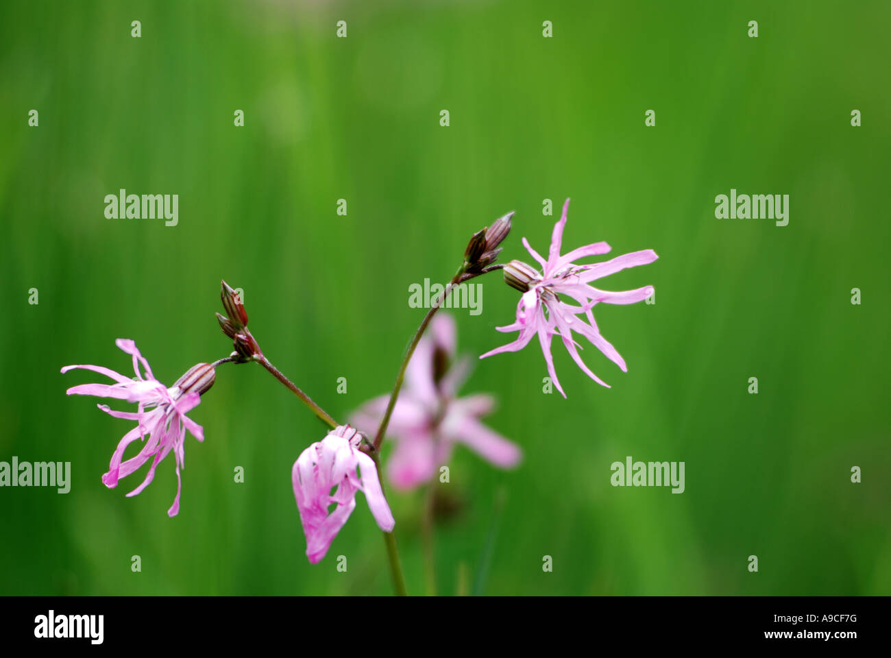 Ragged Robin at Ryton Woods nature reserve, Warwickshire, England, UK ...