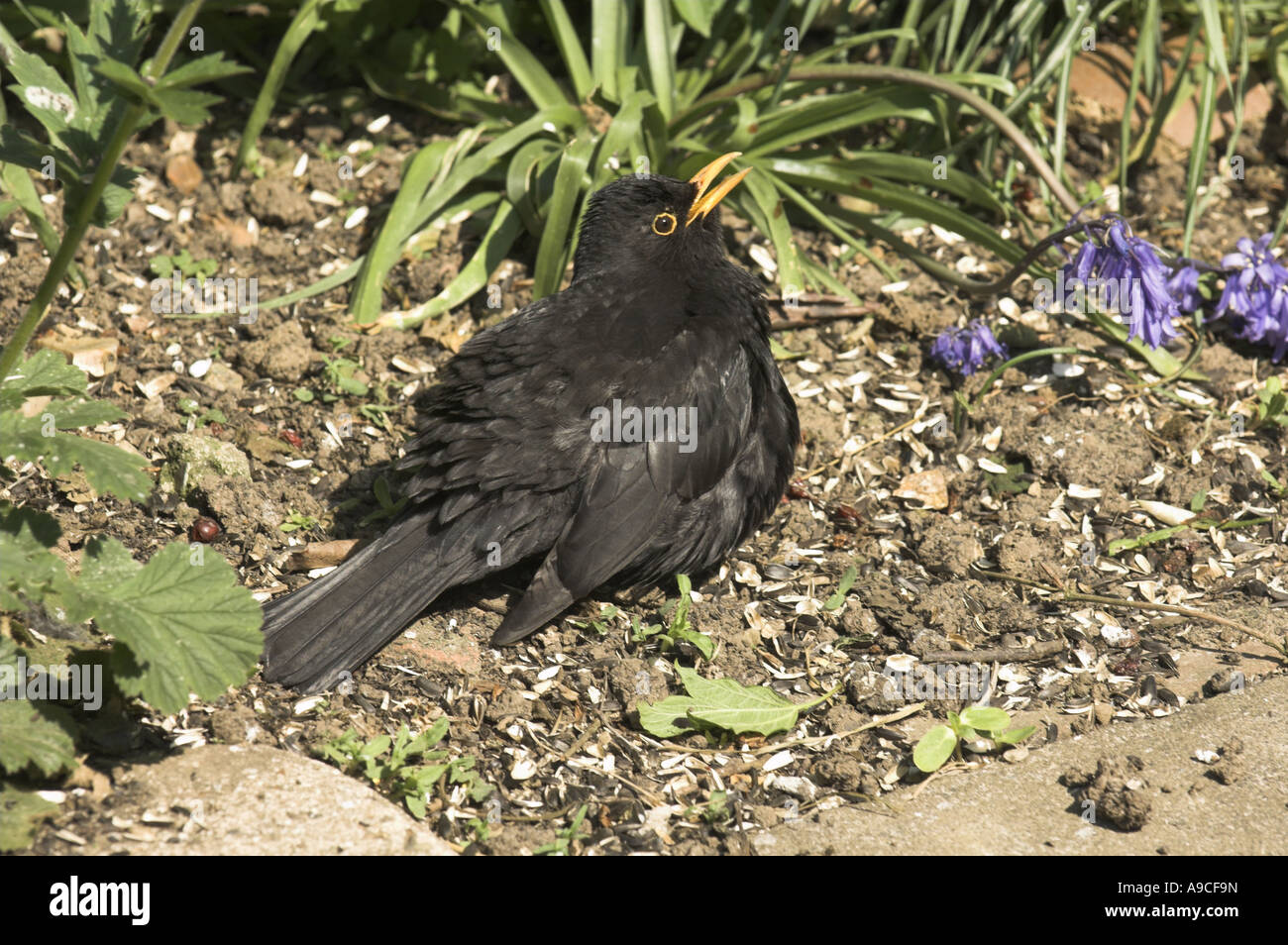 Blackbird turdus merula Sunning in garden border UK May Stock Photo - Alamy