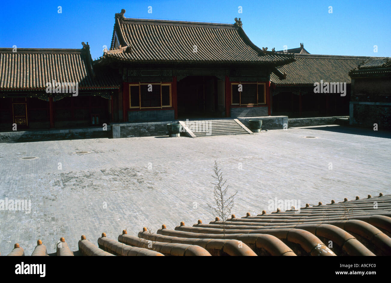 Lonely plant on rooftop Forbidden City Beijing Stock Photo - Alamy