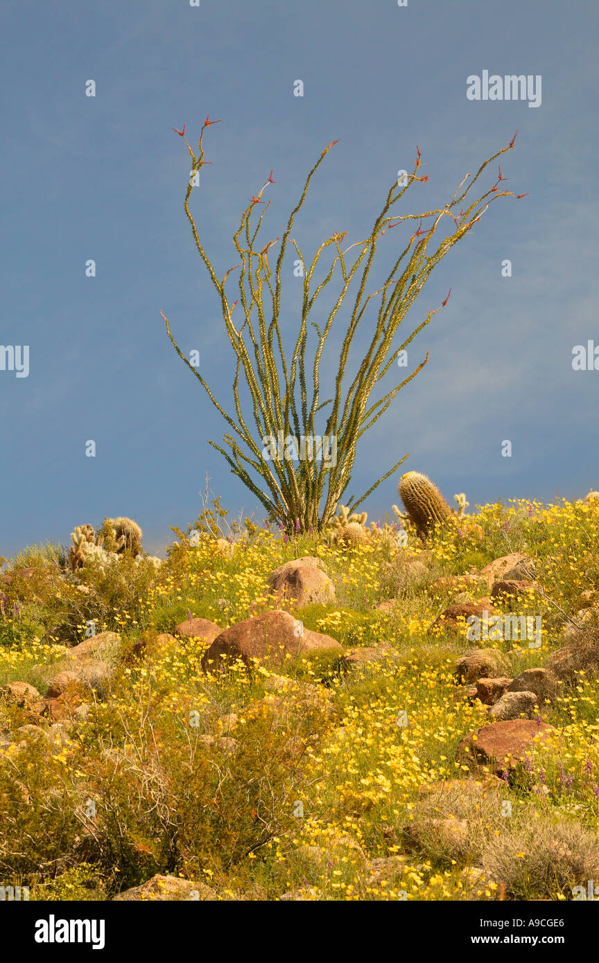 Anza Borrego Desert State Park California Stock Photo - Alamy