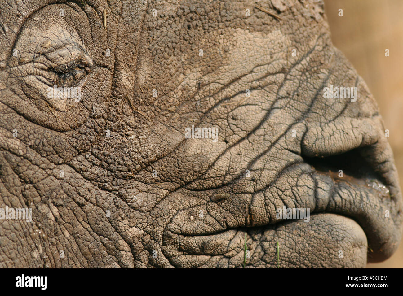 greater one horned rhino face Stock Photo - Alamy
