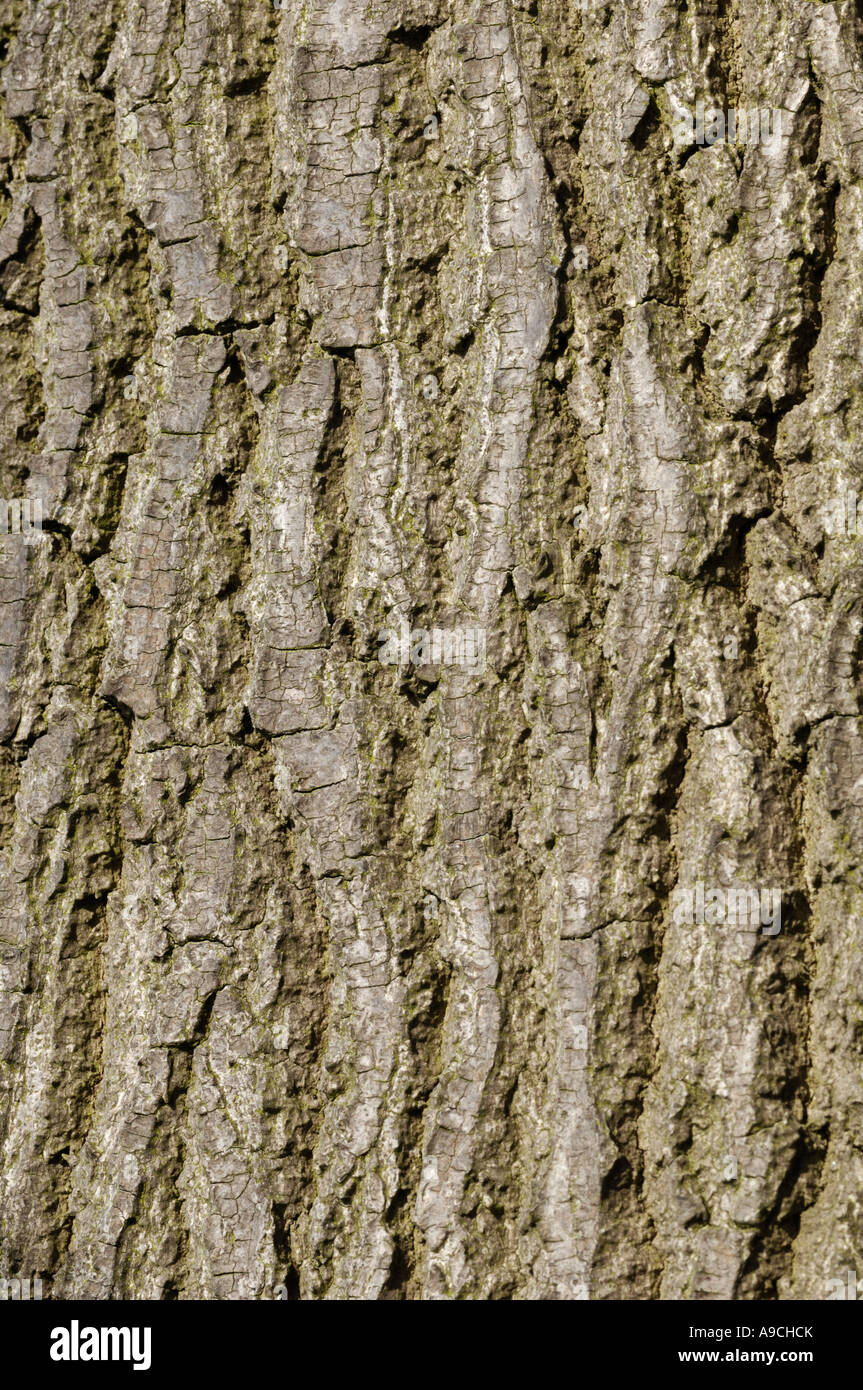 Oak tree bark hi-res stock photography and images - Alamy