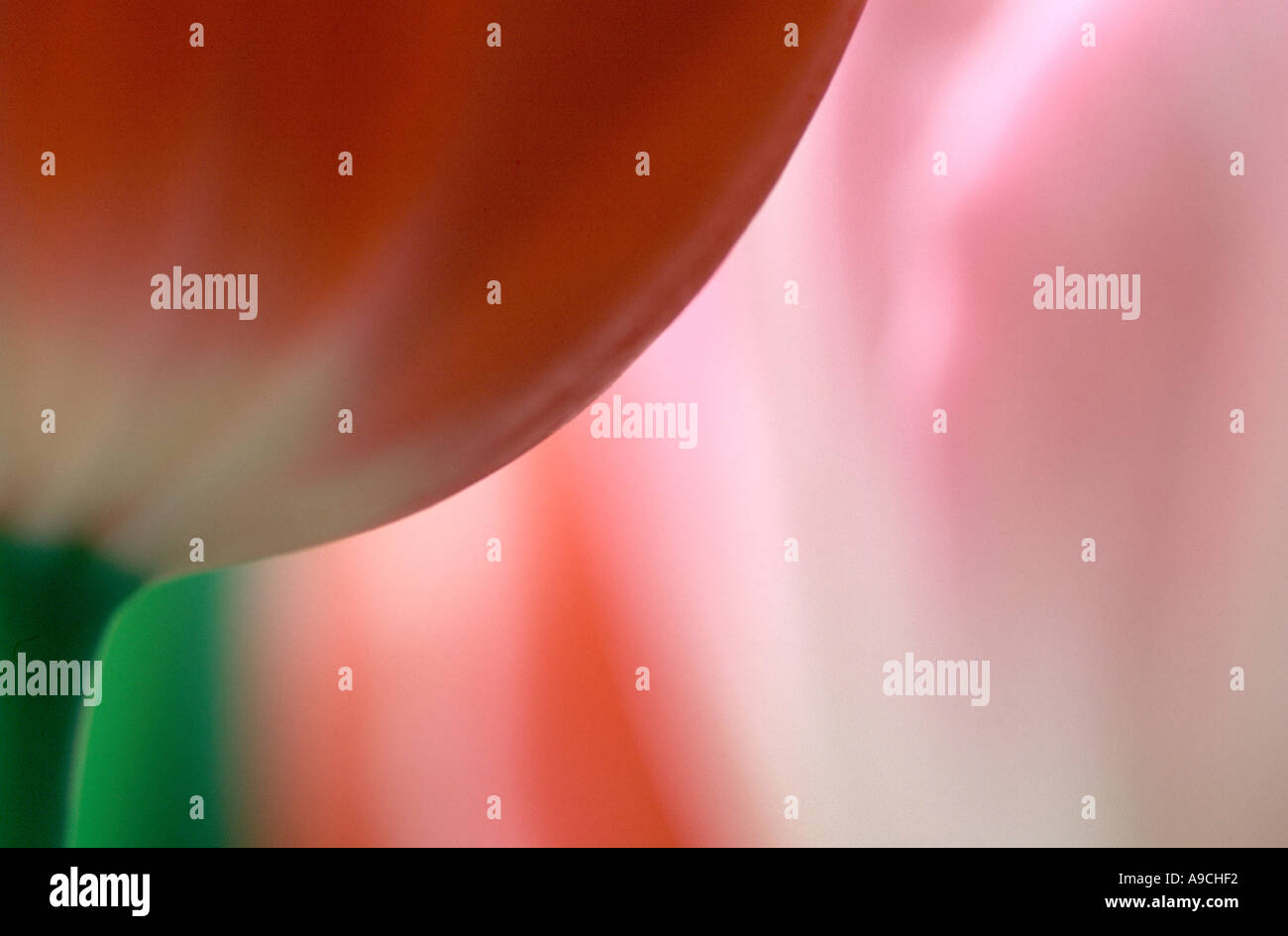 profile of a tulip Stock Photo - Alamy