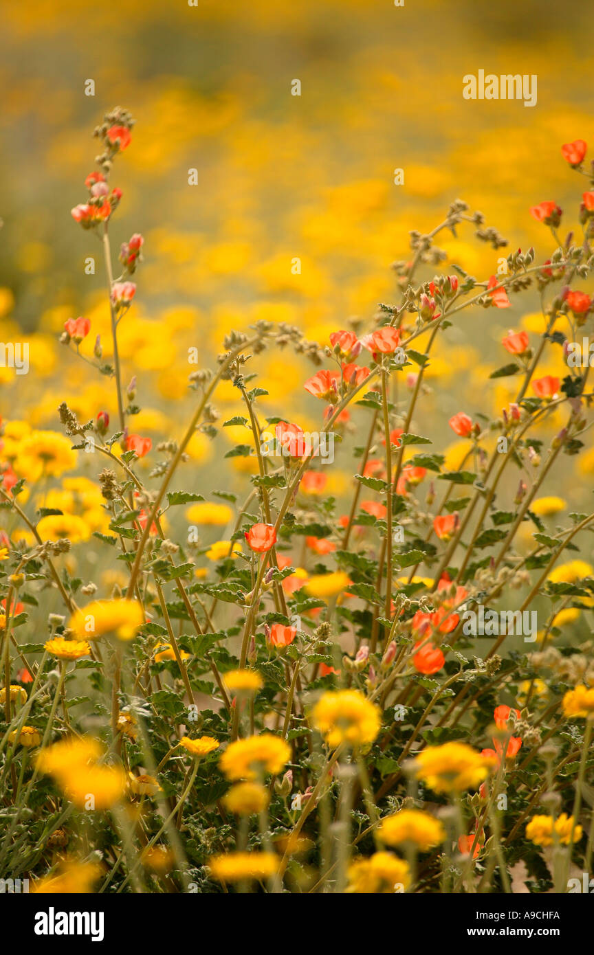 Desert Globemallow or Apricot Globe Mallow Sphaeralcea ambigua ...