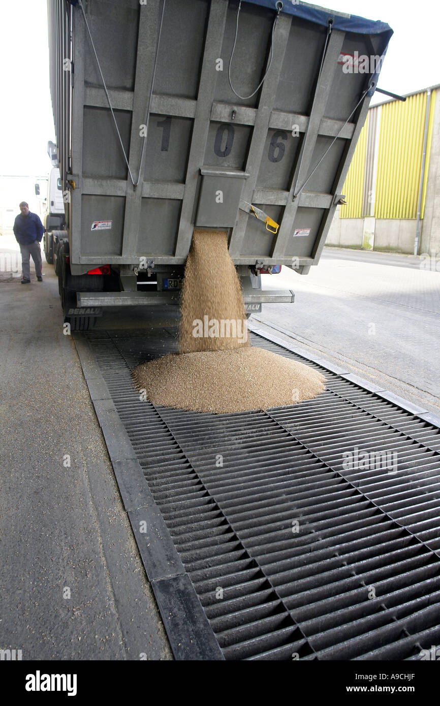 Raw wheat were being loaded into warehouse at harbour Rendsburg ...