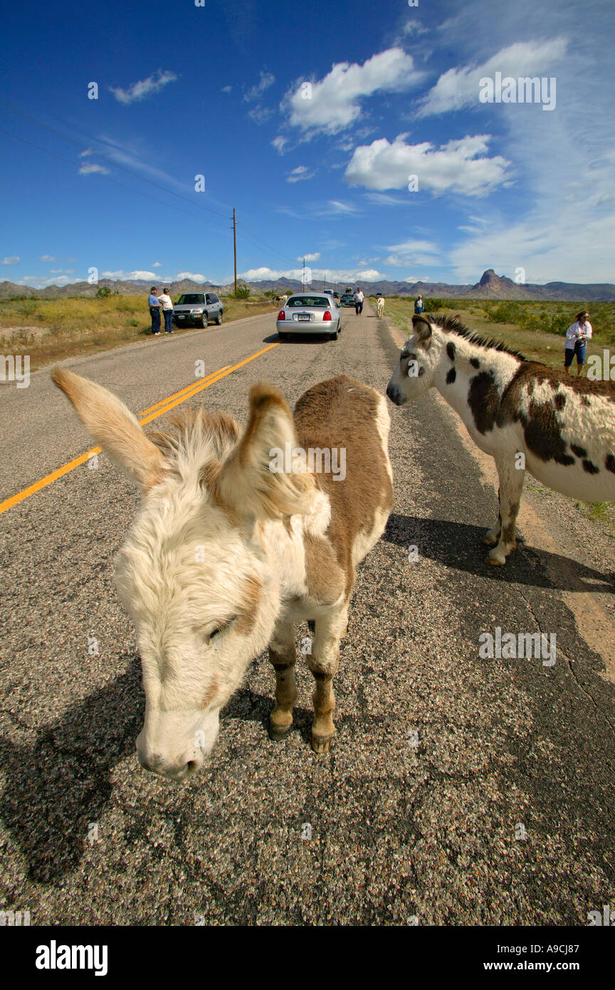 Visitors with wild burros on the road near Oatman Arizona Stock Photo ...