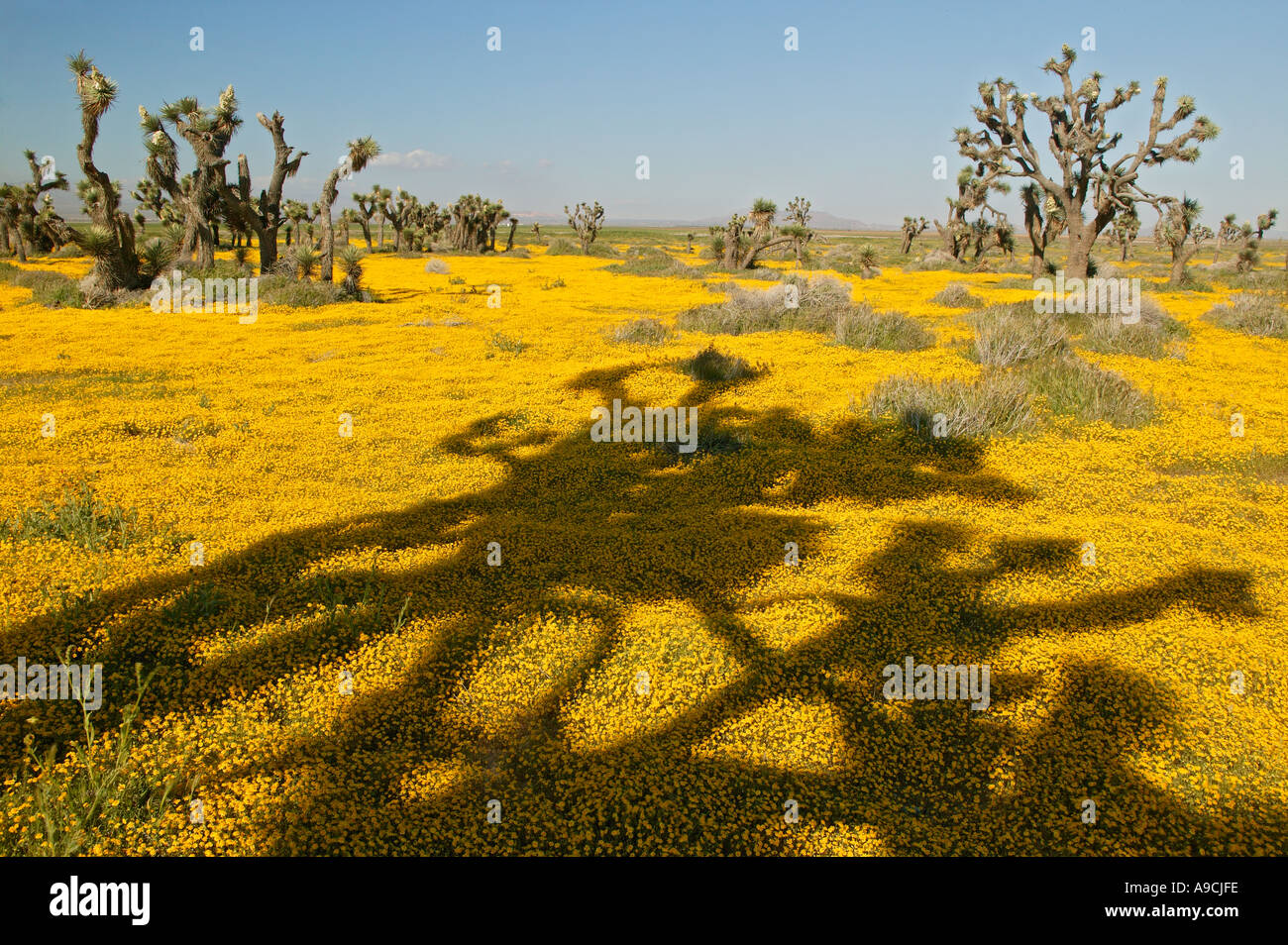 Joshua Trees Yucca brevifolia and carpets of goldfields Lasthenia ...