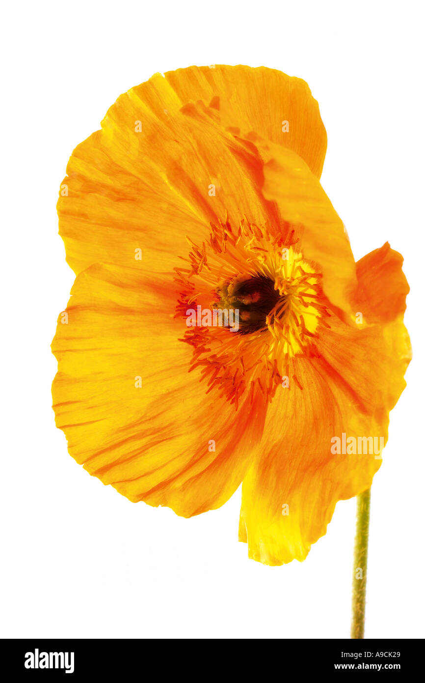 Yellow poppy ,Papaver nudicaule Stock Photo - Alamy