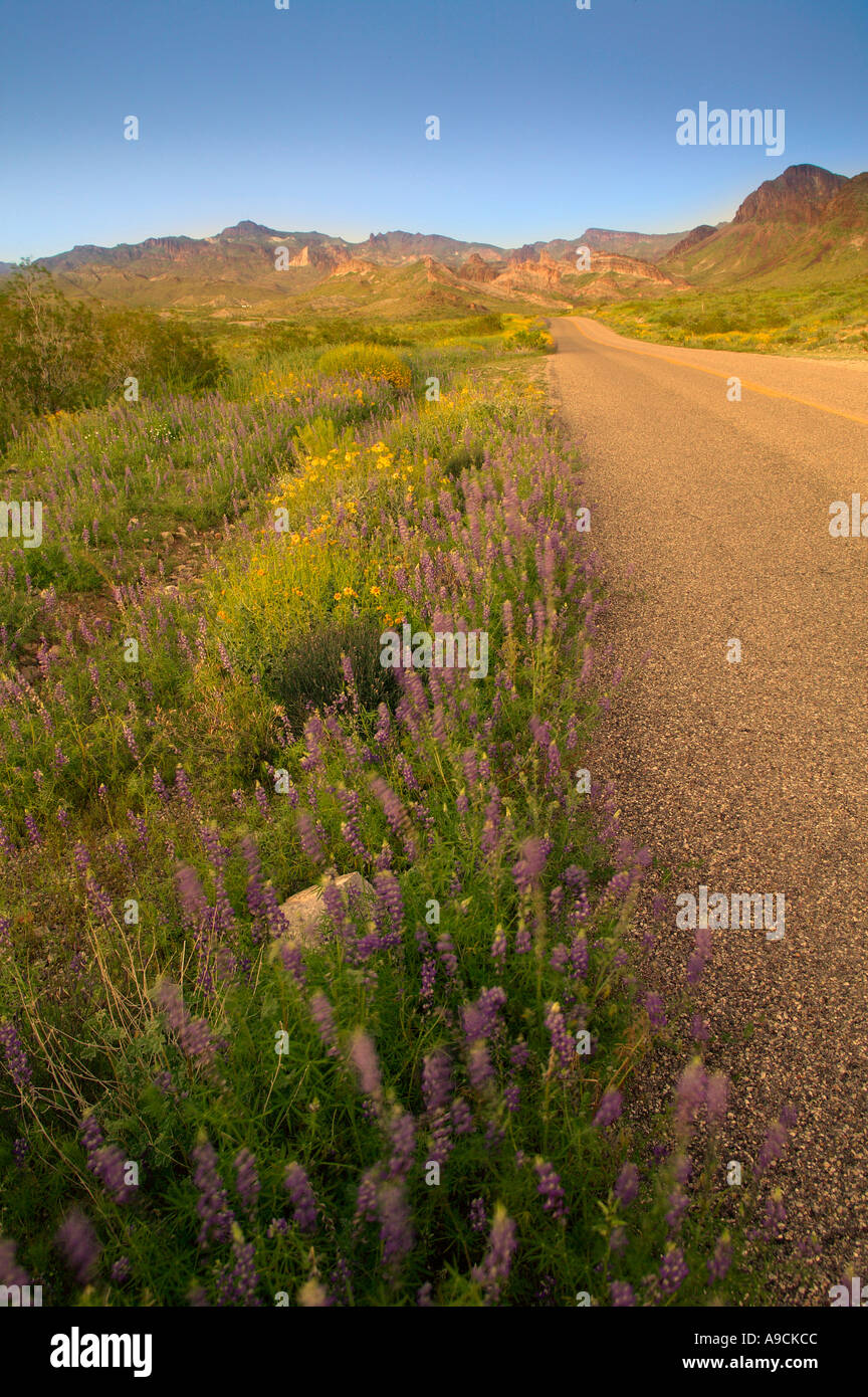 Wildflowers along Route 66 near Oatman Arizona Stock Photo - Alamy
