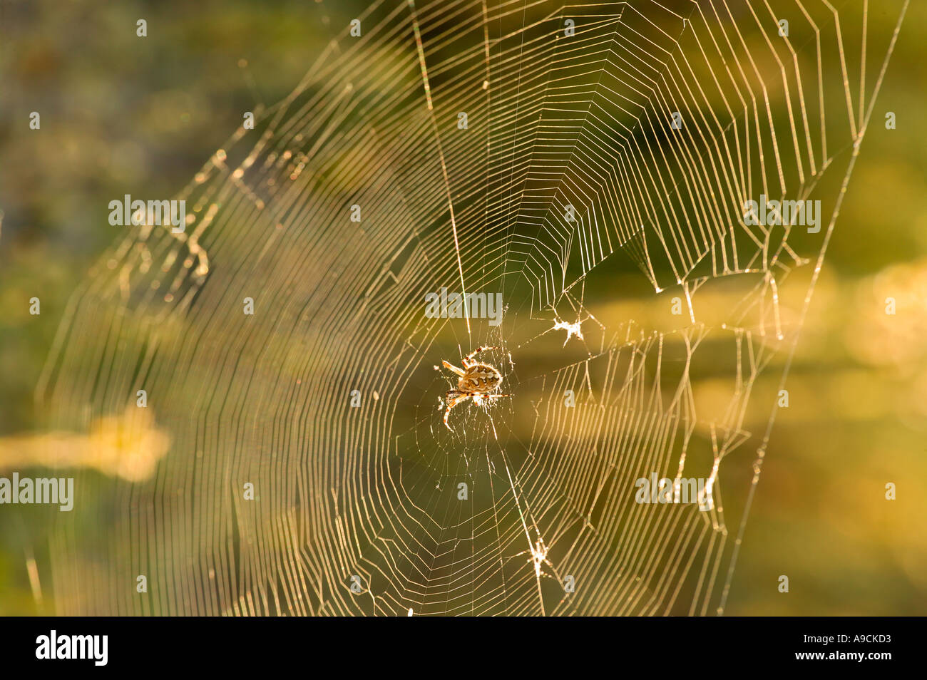 A spider in a web along Christmas Tree Pass road Lake Mead Recreation ...