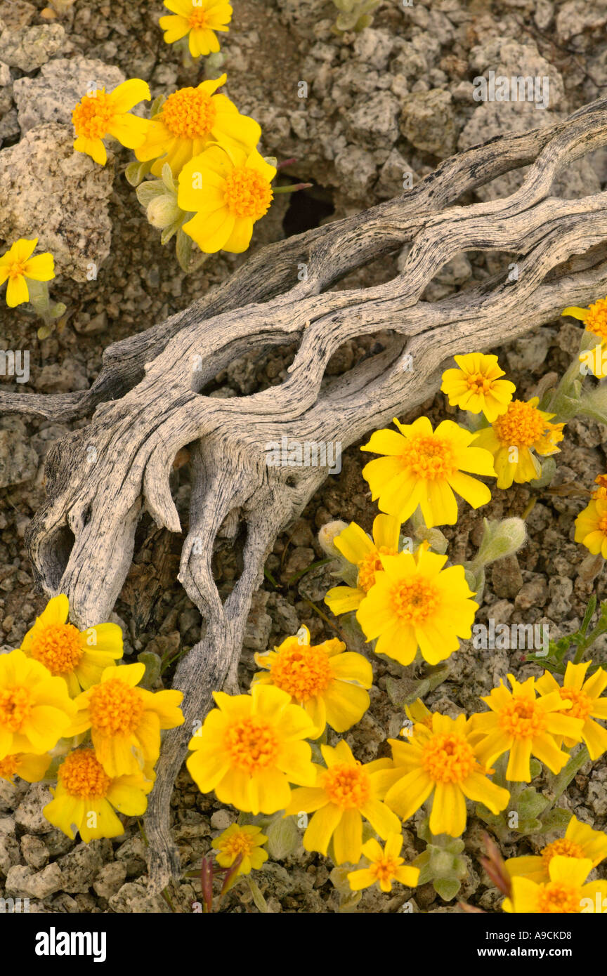 Wallace s Woolly Daisy in the Newberry Mountains Lake Mead Recreation ...