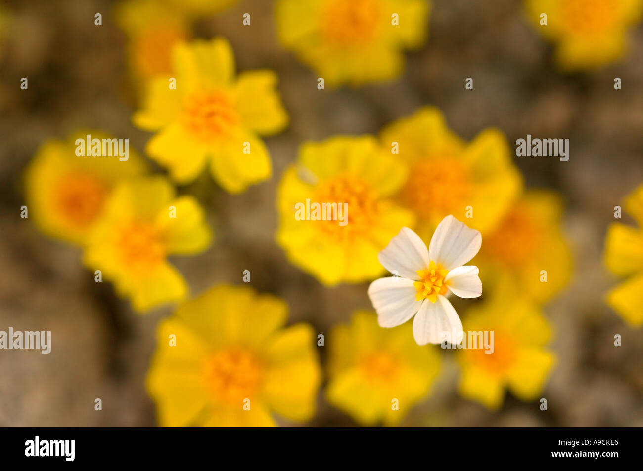 A Forget Me Not among Wallace s Woolly Daisy Eriophyllum wallacei in ...