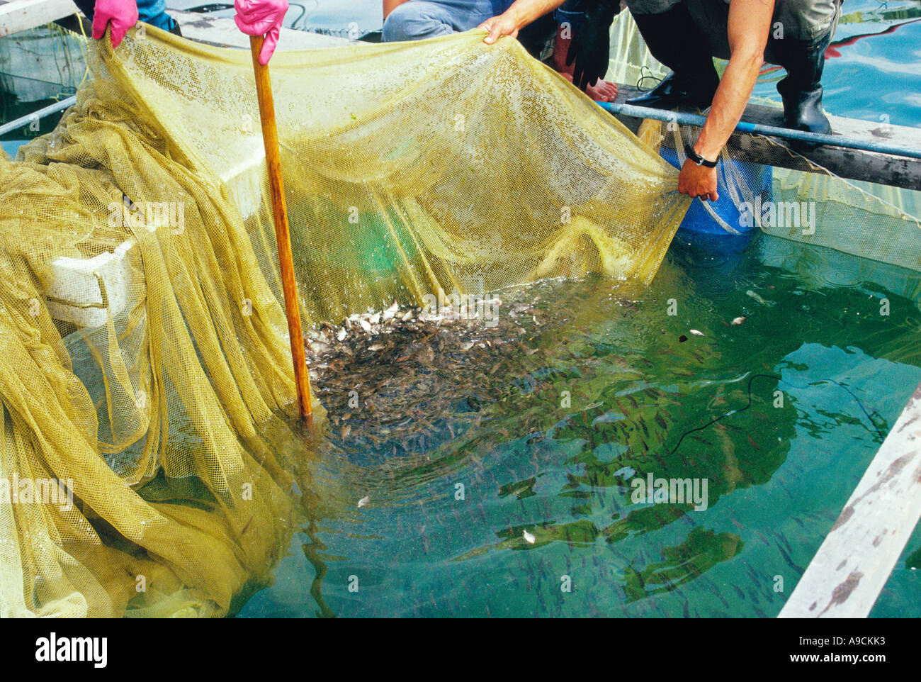 Fish farming baby fish were raised in fish farm Sai Kung Harbour Hong ...