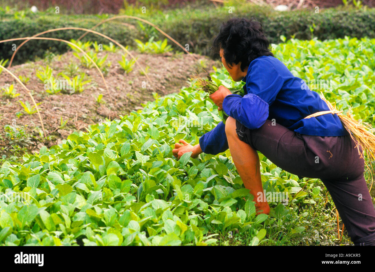 Chinese farmer collecting vegetable from farm Stock Photo - Alamy