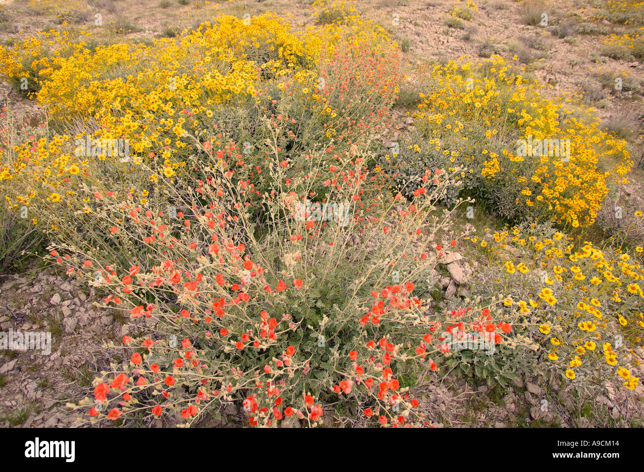 wildflowers in the Newberry Mountains from along Christmas Tree Pass ...