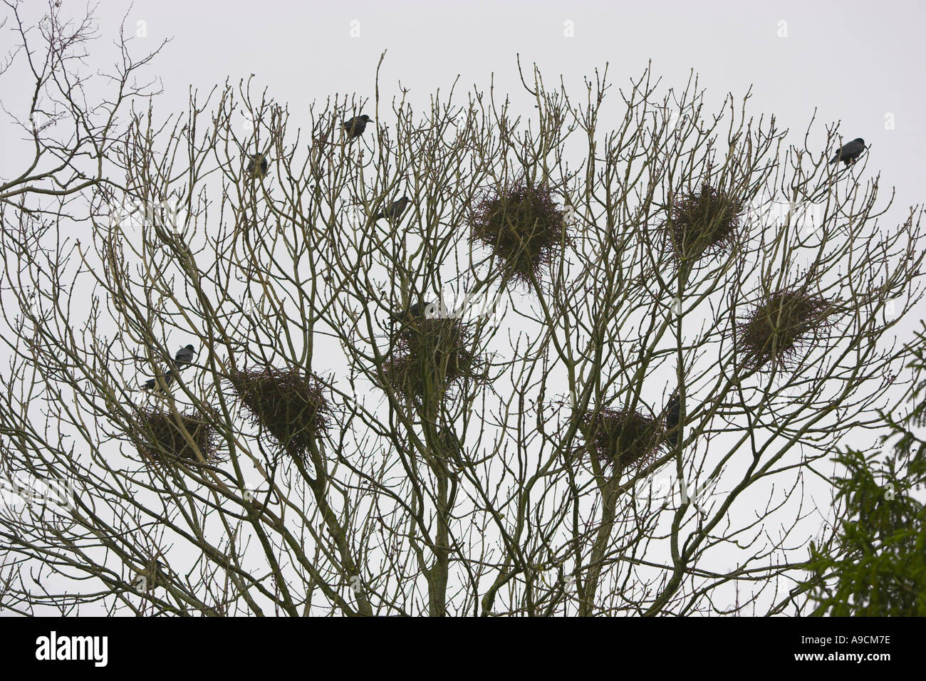 Rookery in a tree in winter Stock Photo - Alamy