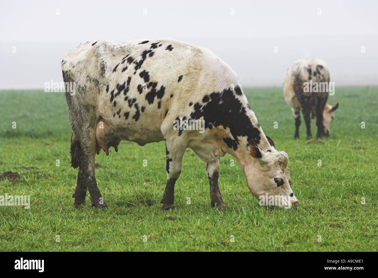 Normande breed cattle hi-res stock photography and images - Alamy