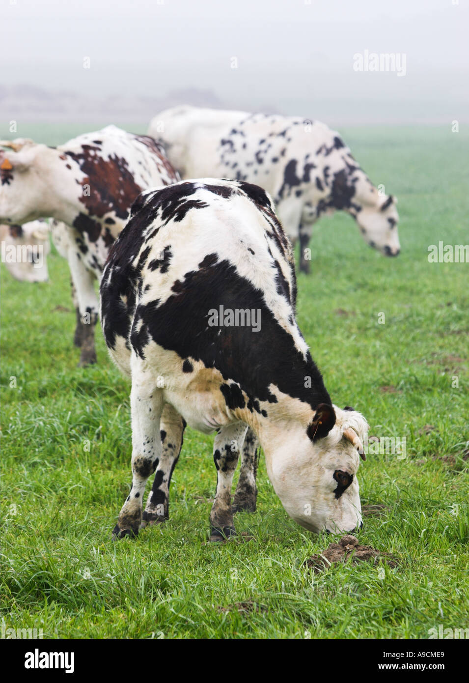 Normande Cattle High Resolution Stock Photography and Images - Alamy
