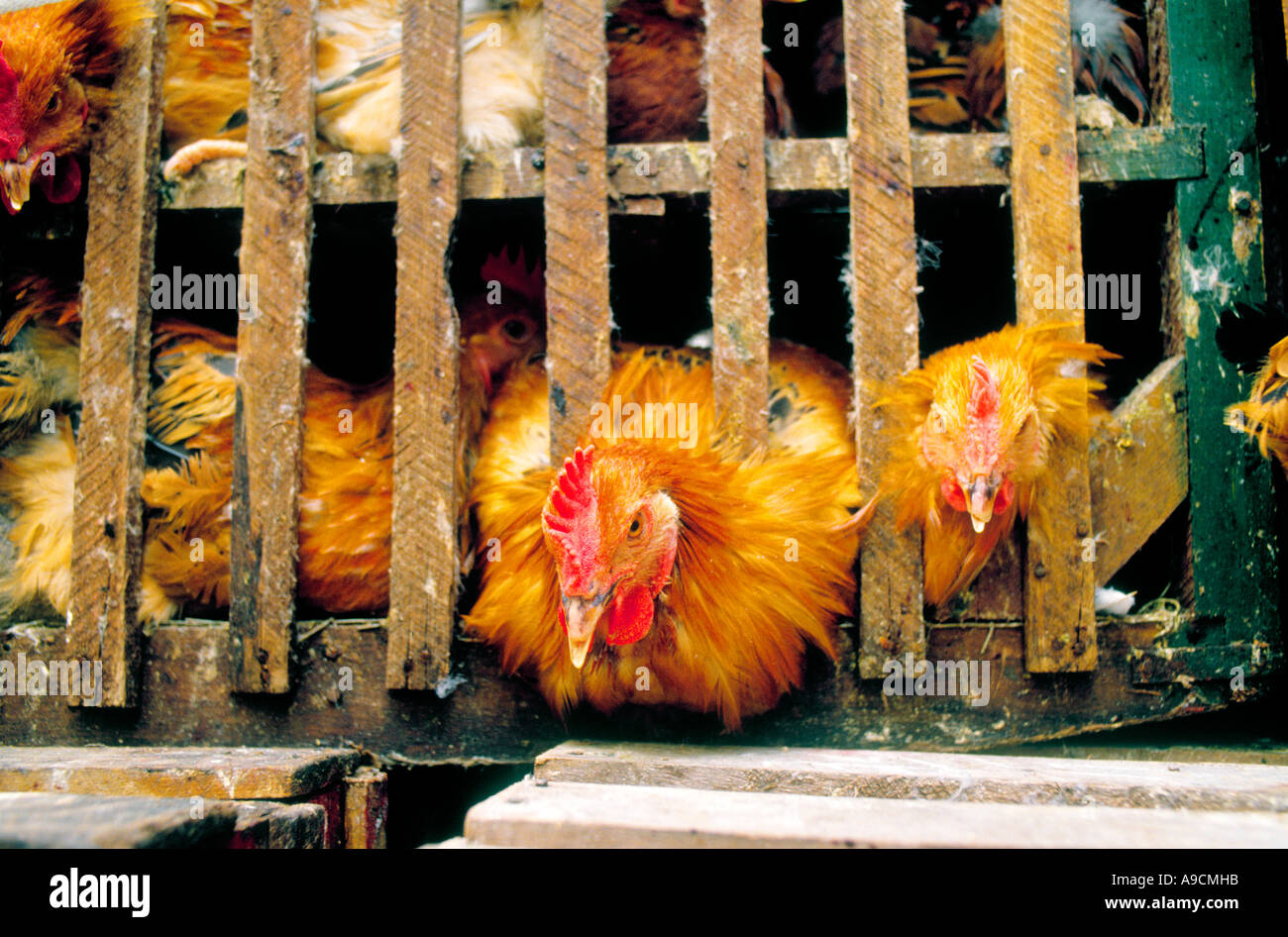 Live chicken hens chickens in cage Macau macao China Stock Photo - Alamy