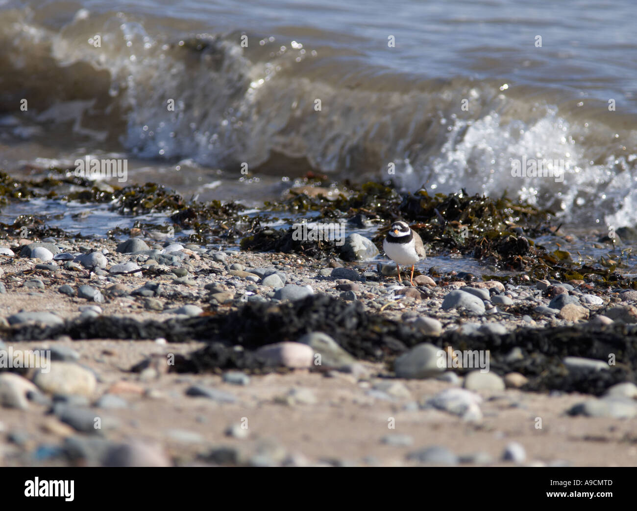 Foulney Island Ringed Plover Stock Photo - Alamy