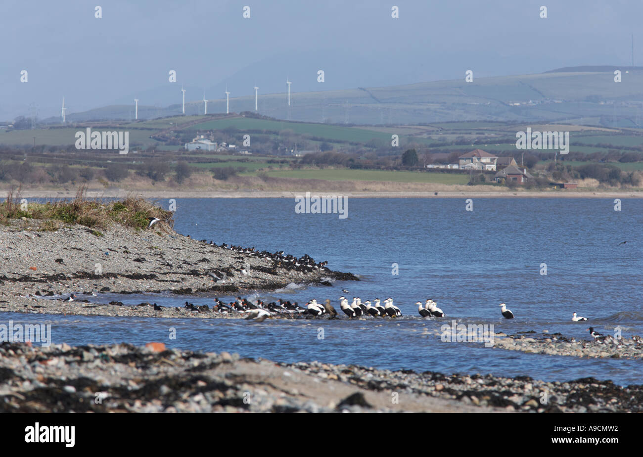 Foulney Island Comon Eider ducks at breeding grounds Stock Photo - Alamy