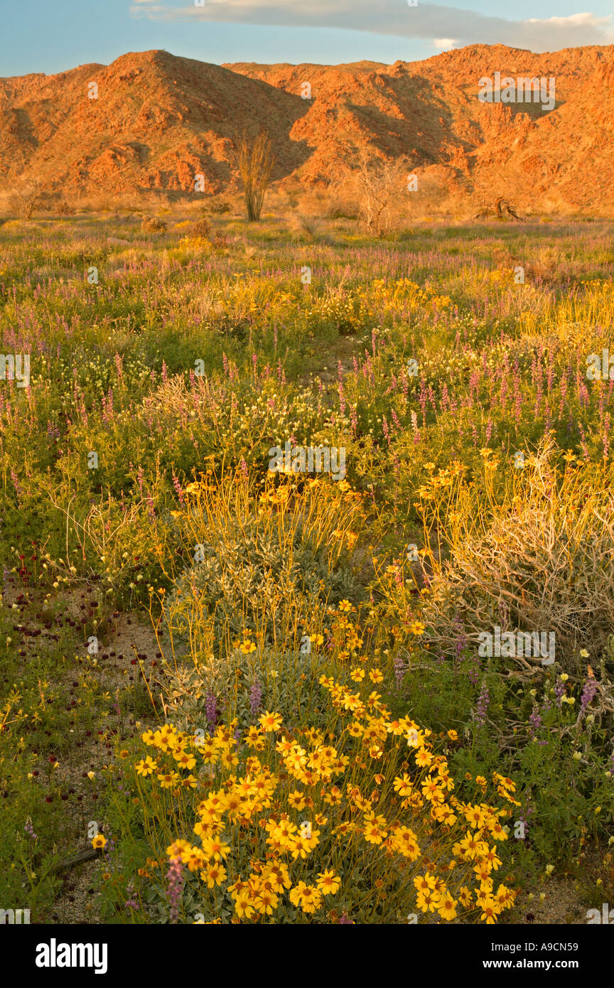 These fields of spring wildflowers included Lupine and Brittlebush ...