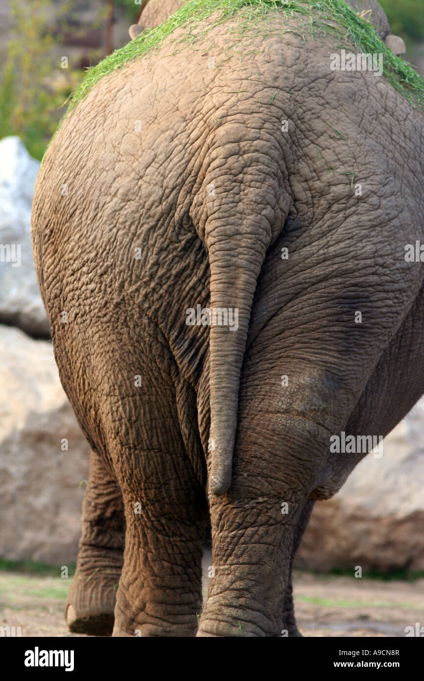 Asian elephant bottom Stock Photo - Alamy