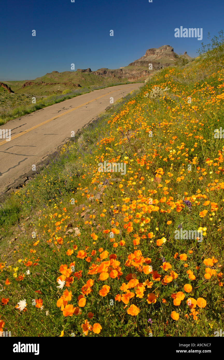 Wildflowers including poppies and lupine along Route 66 near Oatman ...