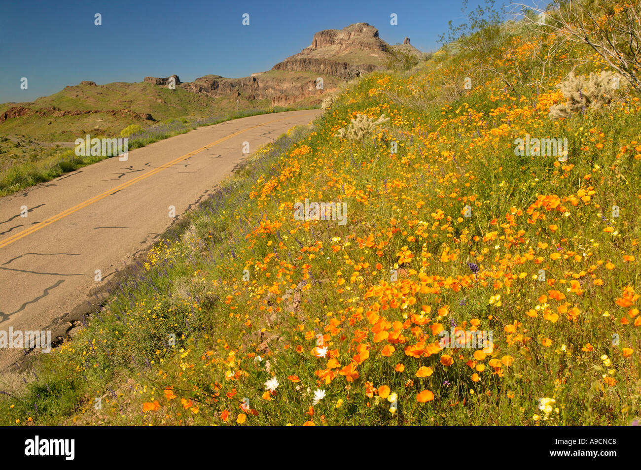 Wildflowers including poppies and lupine along Route 66 near Oatman ...