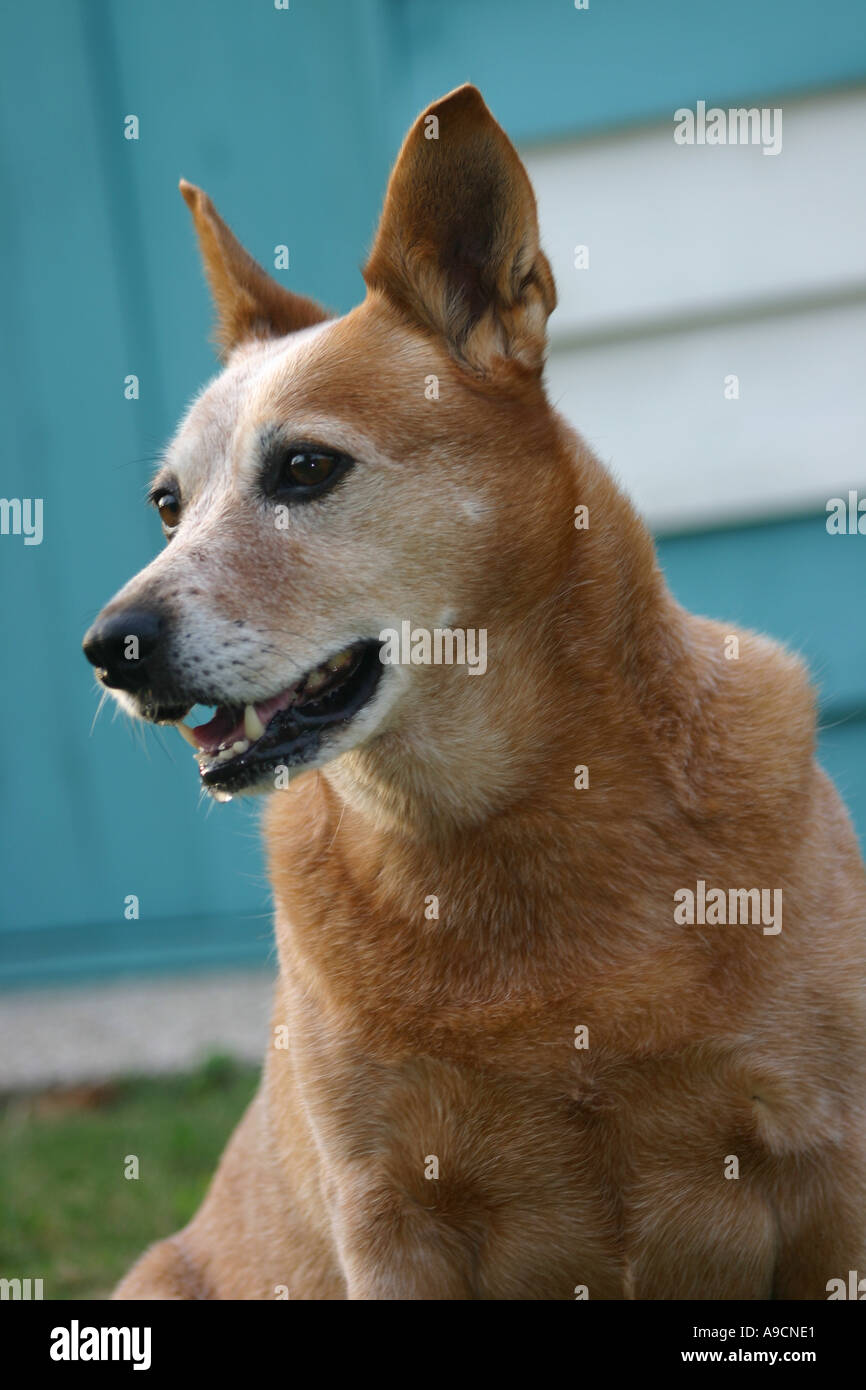 RED CATTLE DOG IN FRONT OF A AQUA BLUE WALL BAPD01 Stock Photo - Alamy