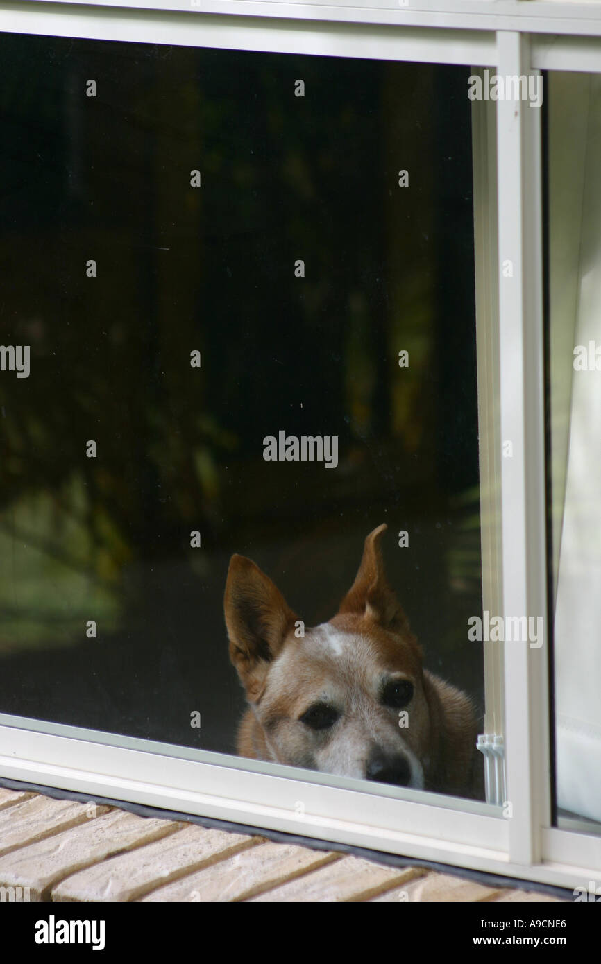 A RED CATTLE DOG LOOKING OUT A WINDOW BAPD014 Stock Photo - Alamy