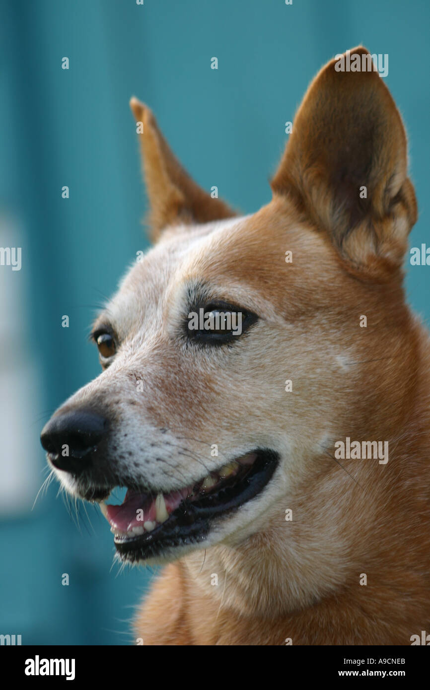 RED CATTLE DOG IN FRONT OF A AQUA BLUE WALL BAPD019 Stock Photo - Alamy