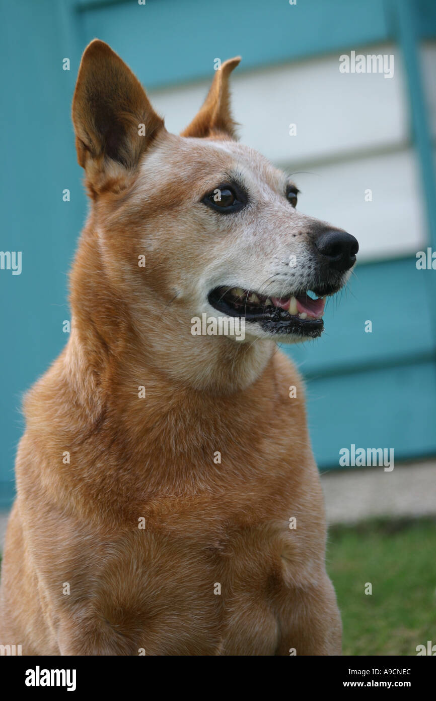 RED CATTLE DOG IN FRONT OF A AQUA BLUE WALL BAPD02 Stock Photo - Alamy