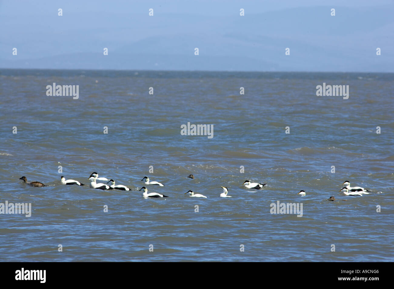Foulney Island Comon Eider ducks at breeding grounds Stock Photo - Alamy