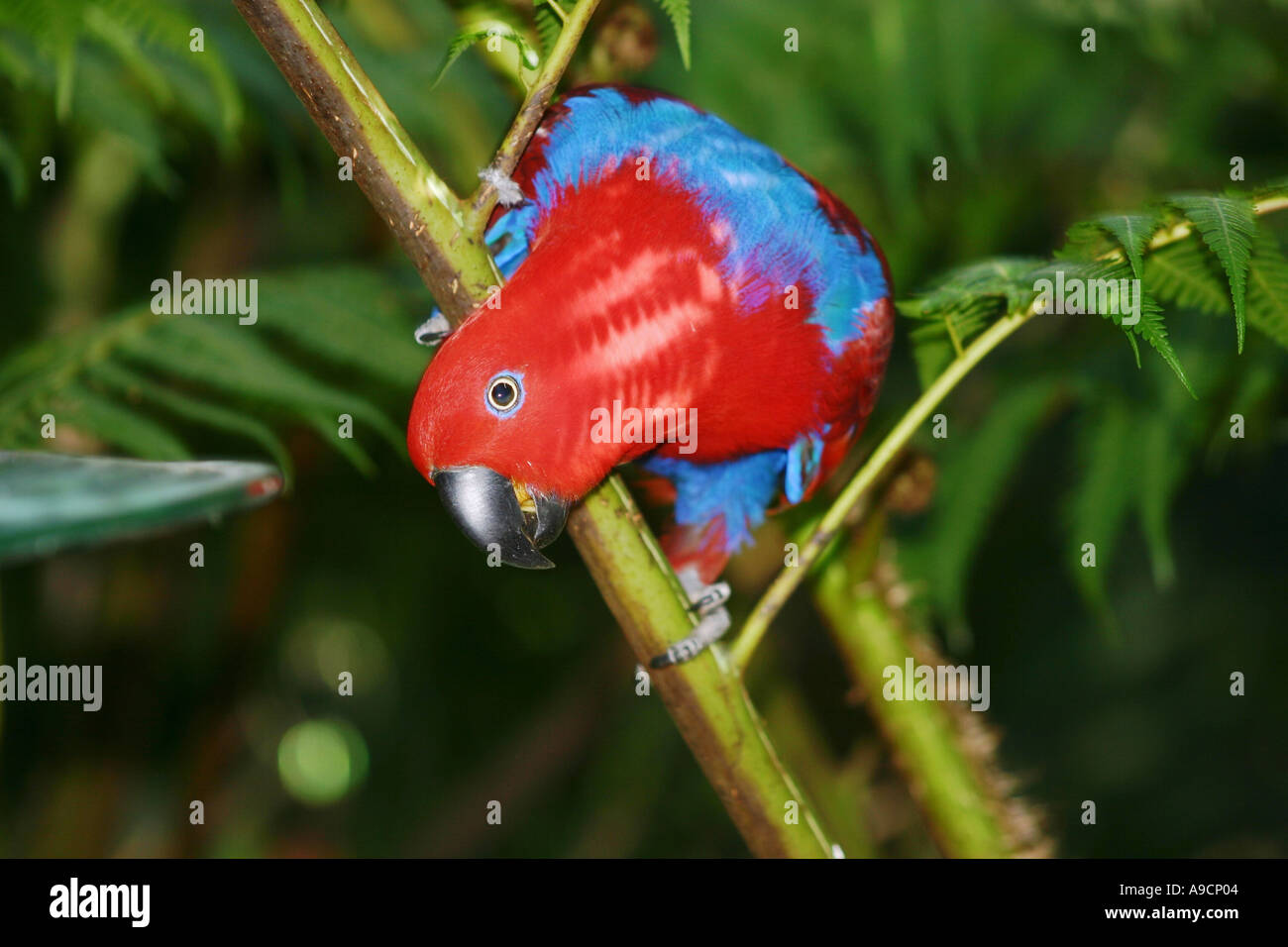 RED AND BLUE ECLECTUS PARROT BAPDO42 Stock Photo - Alamy