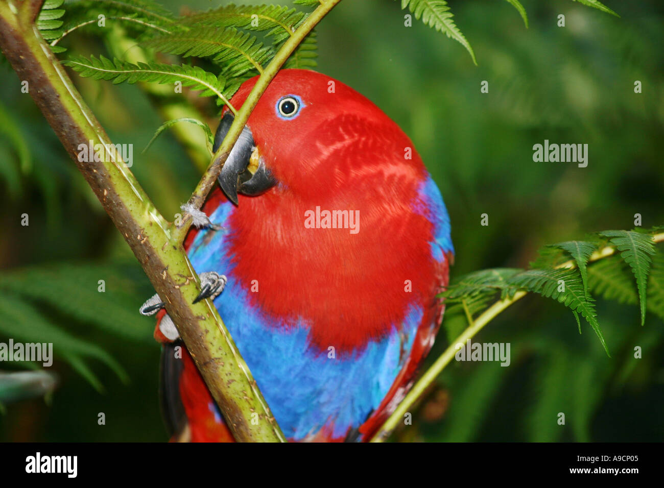 RED AND BLUE ECLECTUS PARROT BAPDO43 Stock Photo - Alamy