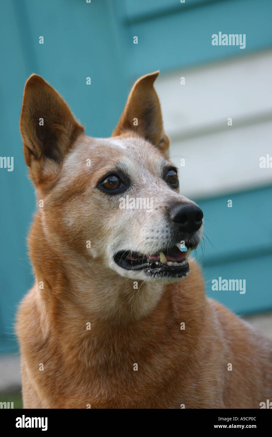 RED CATTLE DOG BAPD05 Stock Photo - Alamy