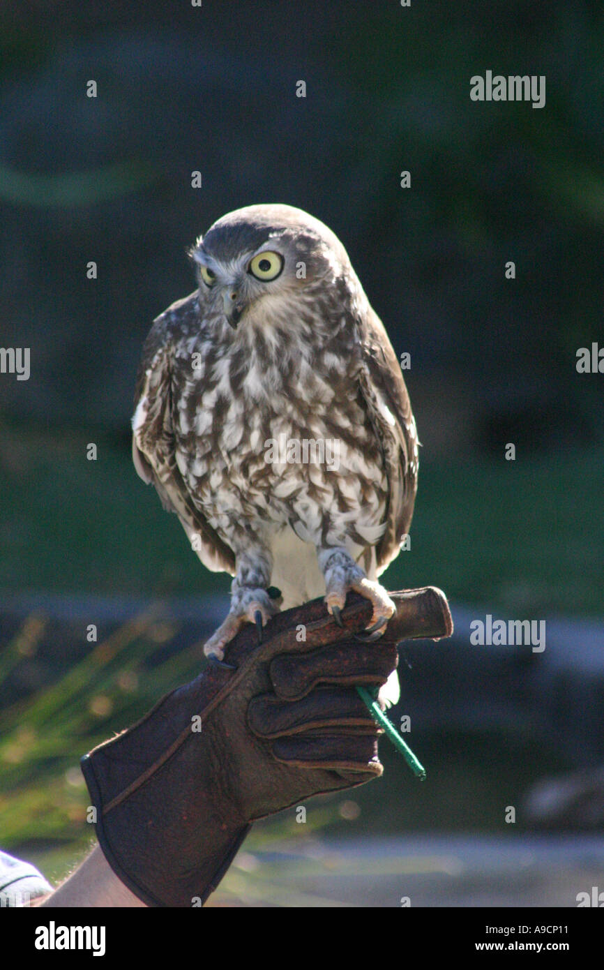 Australian barking owl hi-res stock photography and images - Alamy